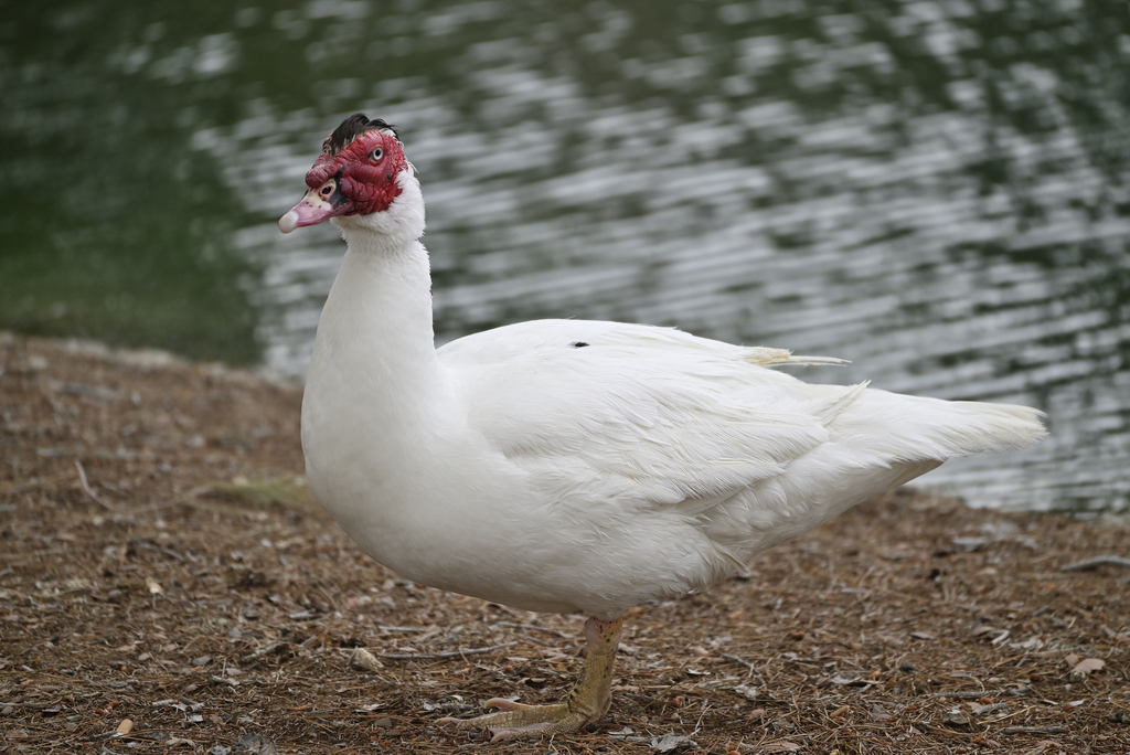 Domestic Muscovy Duck from Apollo Community Regional Park, Lancaster ...
