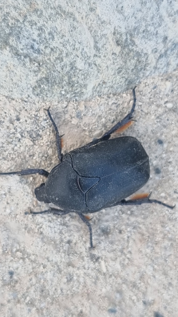 Cretan Rose Chafer from Pelekanos, Греція on June 11, 2023 at 09:09 AM ...