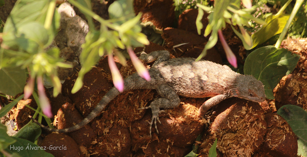 Eastern Spiny Lizard from Ejidal Núm. 1 S/N, Tata Felix, 55030 Ecatepec ...