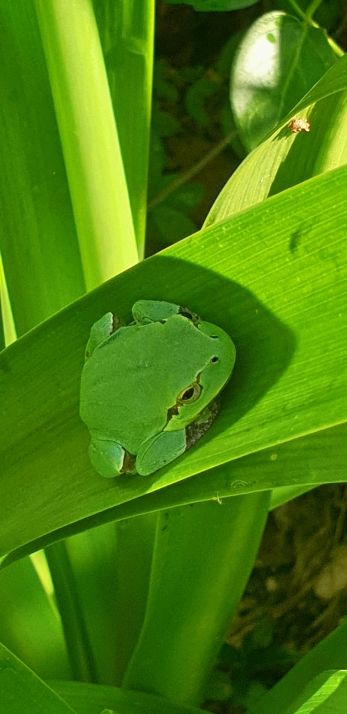Italian Tree Frog from 61039 San Costanzo PU, Italia on June 11, 2023 ...