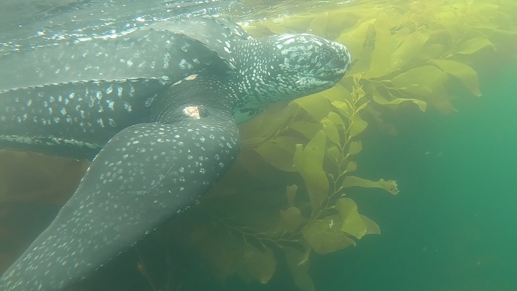 Leatherback Sea Turtle in July 2018 by miguelbracamontes · iNaturalist