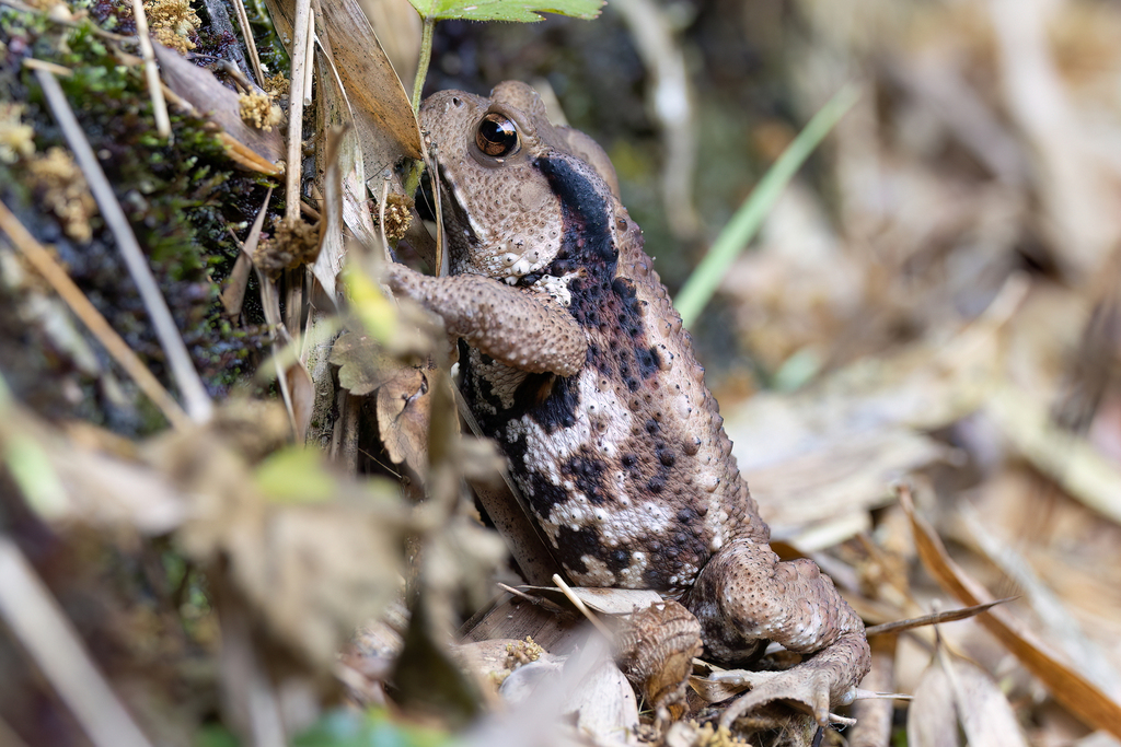 Asiatic Toad from Fenghua District, Ningbo, Zhejiang, China on May 12 ...