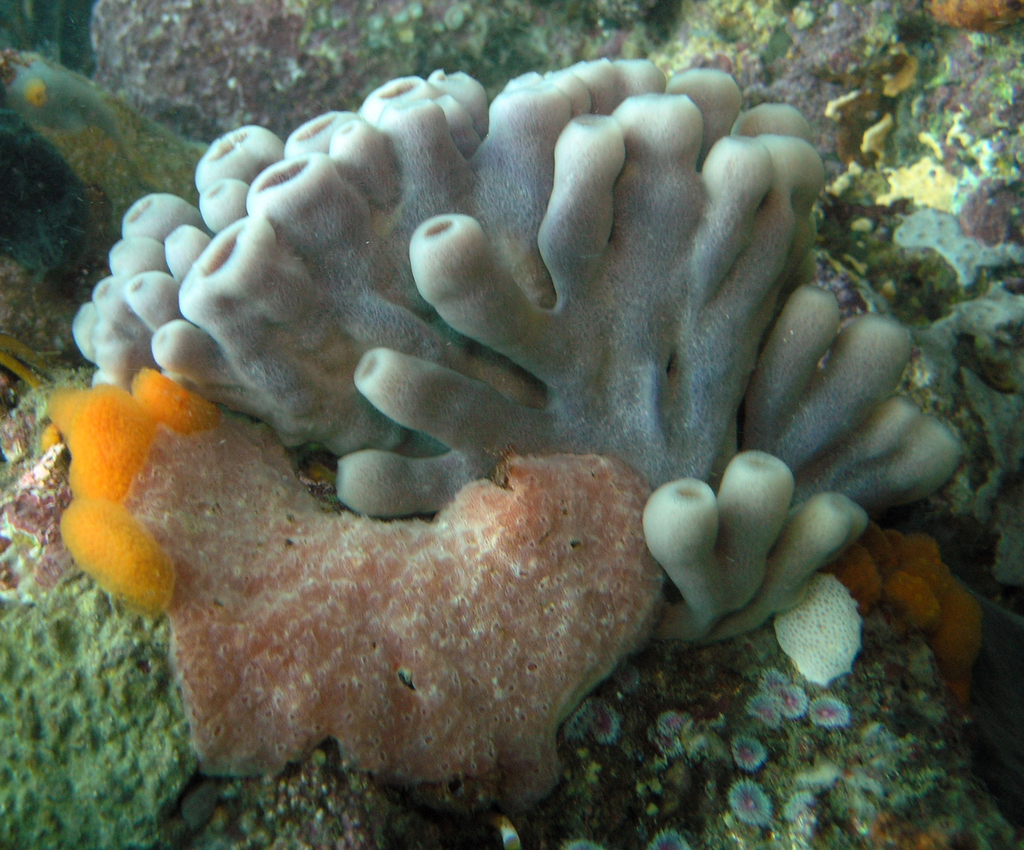 Callyspongia annulata from Ngaio Bay on June 12, 2005 by jento ...