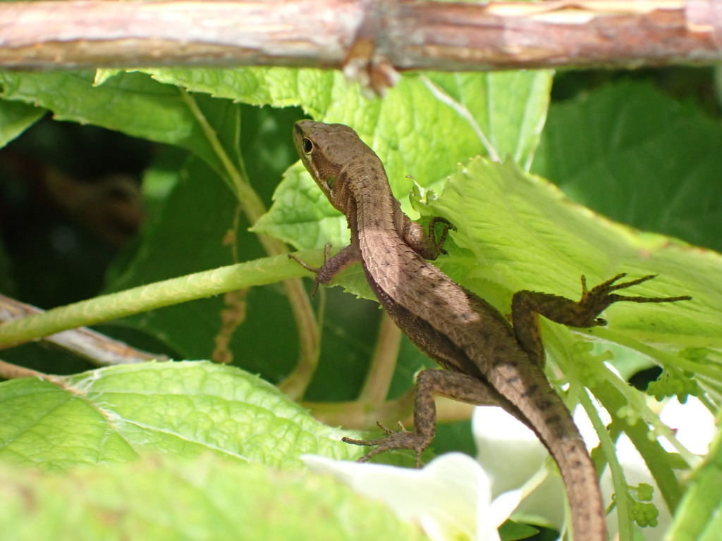 Japanese Grass Lizard from Hachihonmatsucho Iida, Higashihiroshima ...