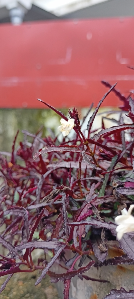 Hemigraphis repanda from Edakochi on June 11, 2023 at 02:23 PM by sneha ...