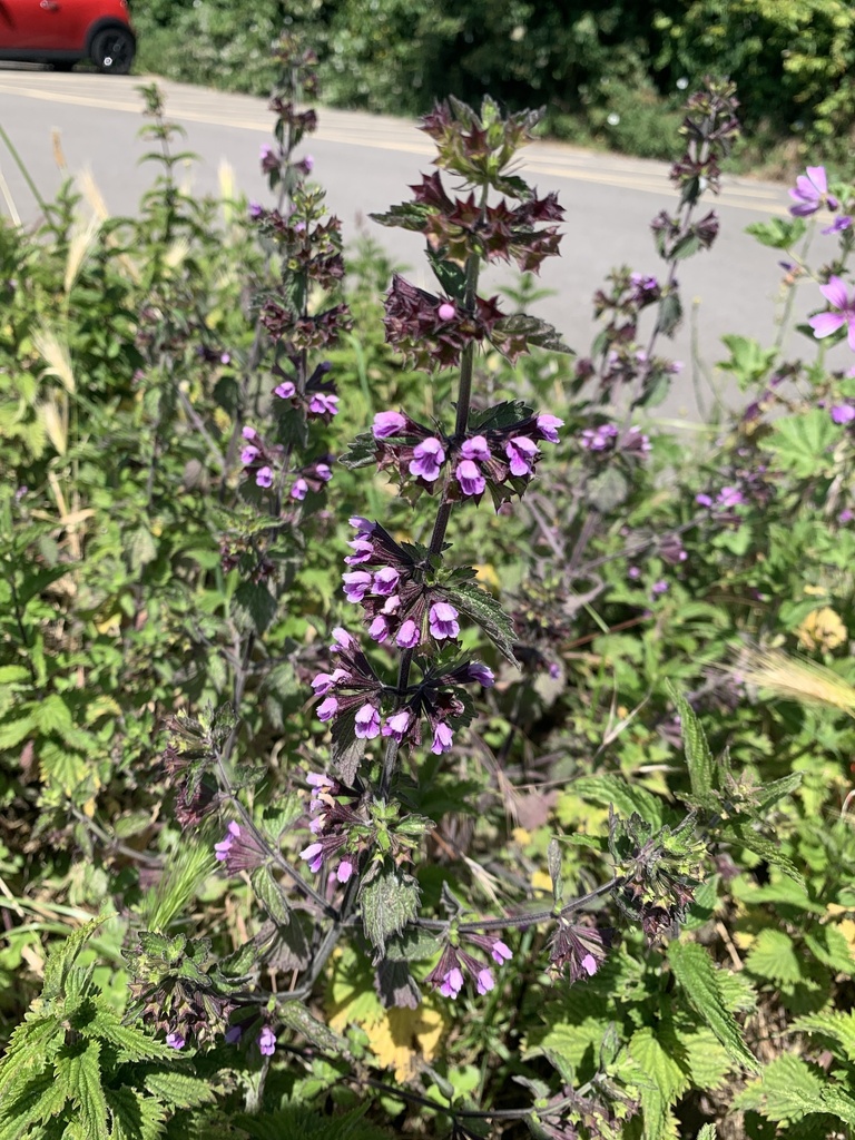 Black horehound from Brighton and Hove, England, GB on June 15, 2022 at ...