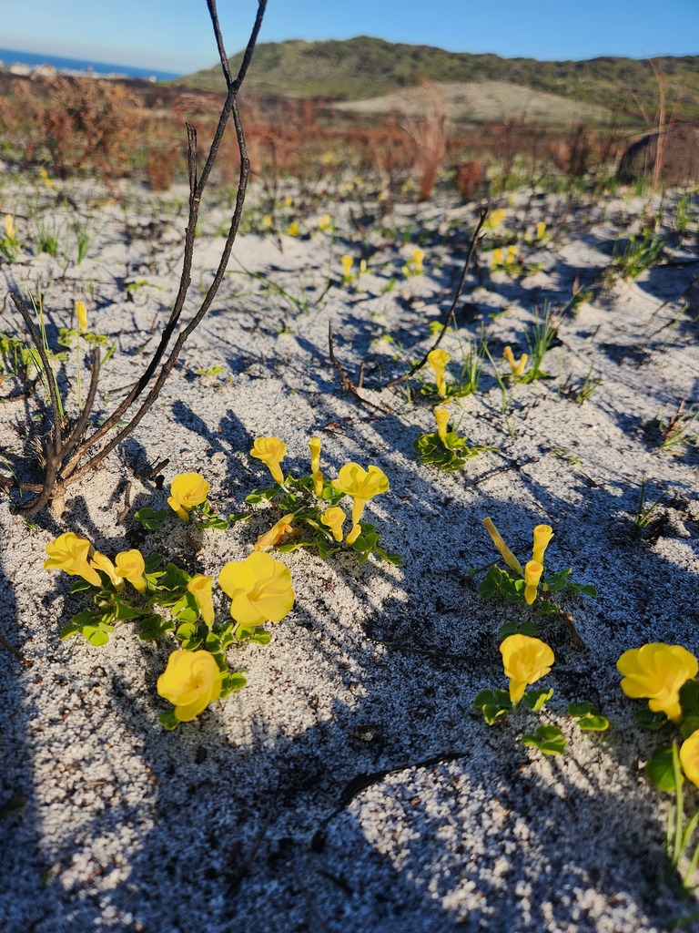 Golden Sorrel from Betty's Bay, 7141, South Africa on June 10, 2023 at ...