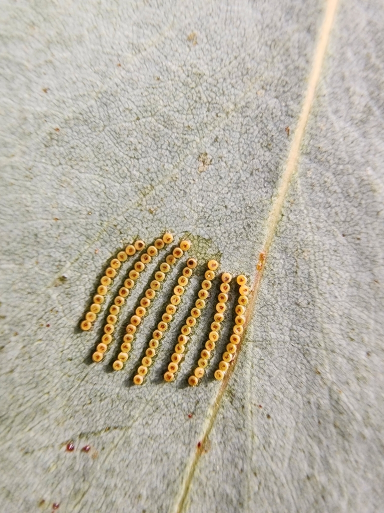 Gum Leaf Skeletonizer from Eynesbury VIC 3338, Australia on June 11 ...