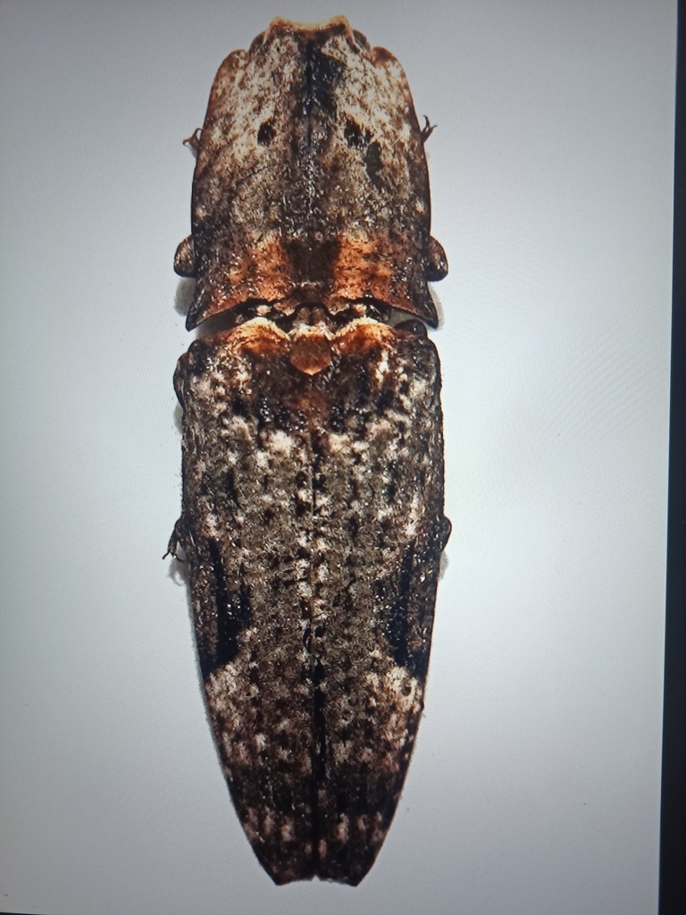 Cryptalaus larvatus from 中国 广东省广州市天河区 学院横路华南农业大学 on June 11, 2023 at 05 ...