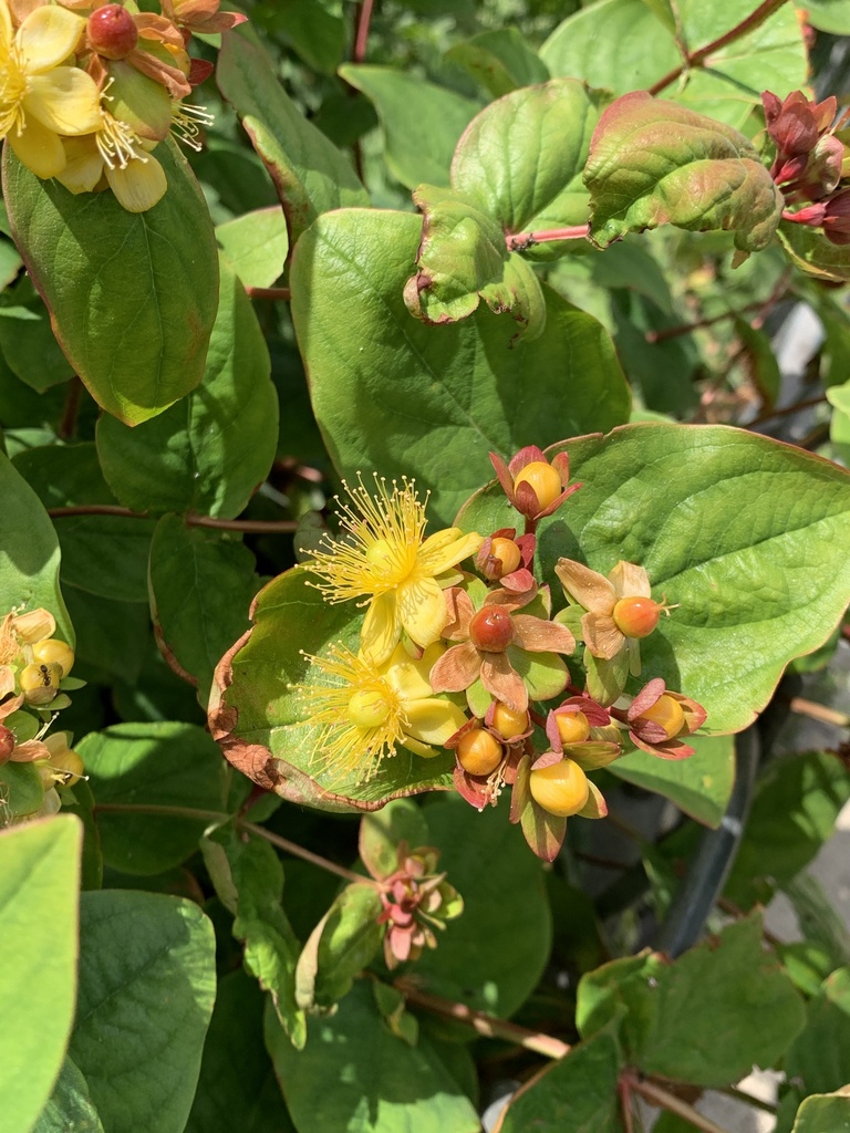 Tutsan from Brighton and Hove, England, GB on June 16, 2022 at 02:31 PM ...