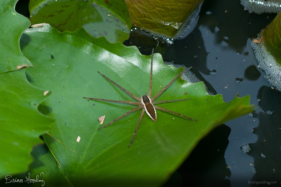 Common White-flanked Water Spider from north of Chiang Mai, Thailand on ...