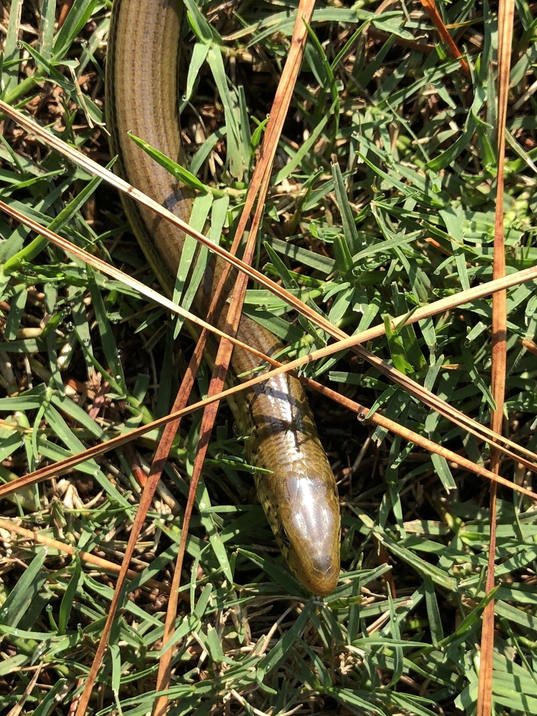 Eastern Glass Lizard from Crab Catcher Loop NE, Leland, NC, US on June ...