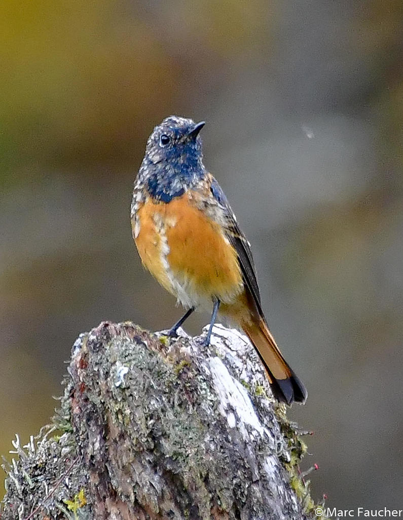 Blue-fronted Redstart from Tianquan, Ya'an, Sichuan, China on October ...