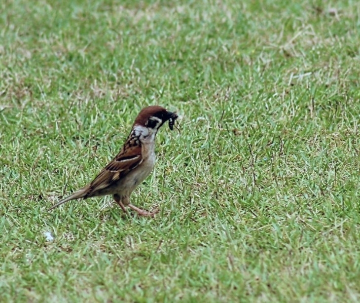 Passer montanus saturatus from Okuma Beach Military on June 11, 2023 at ...