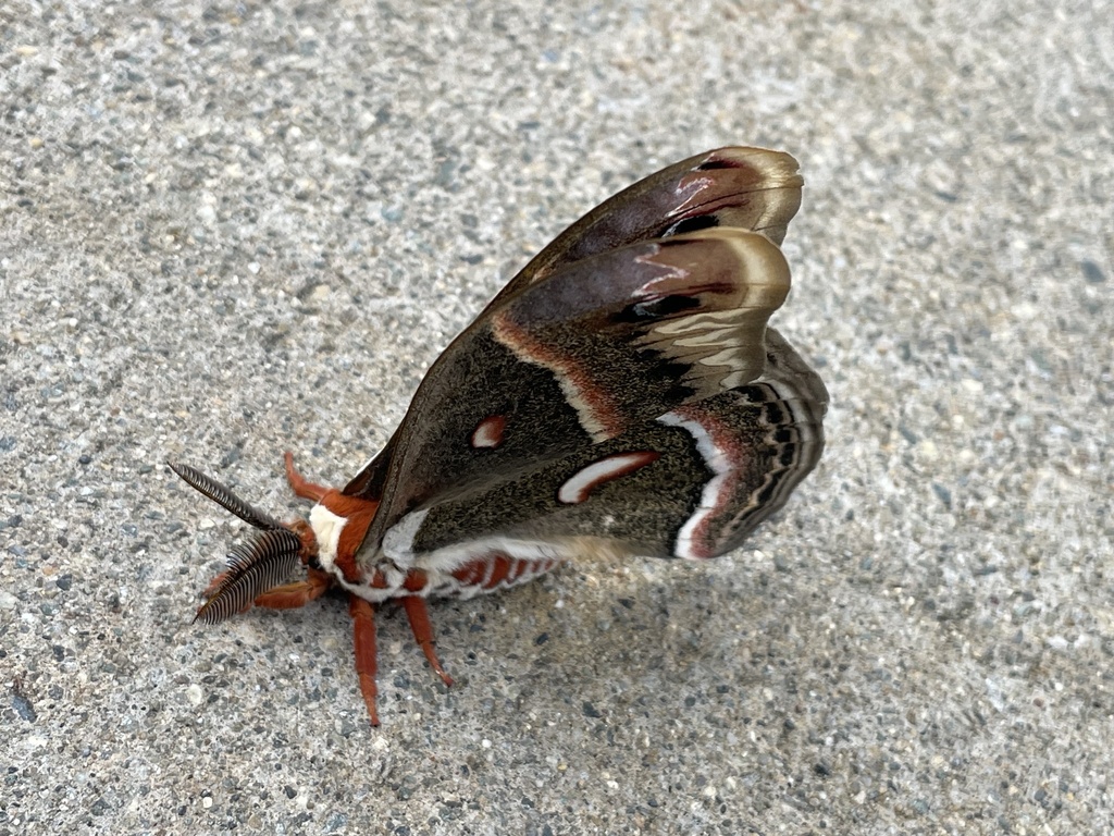 Cecropia Moth from Olive St, Waterford, CT, US on June 11, 2023 at 08: ...