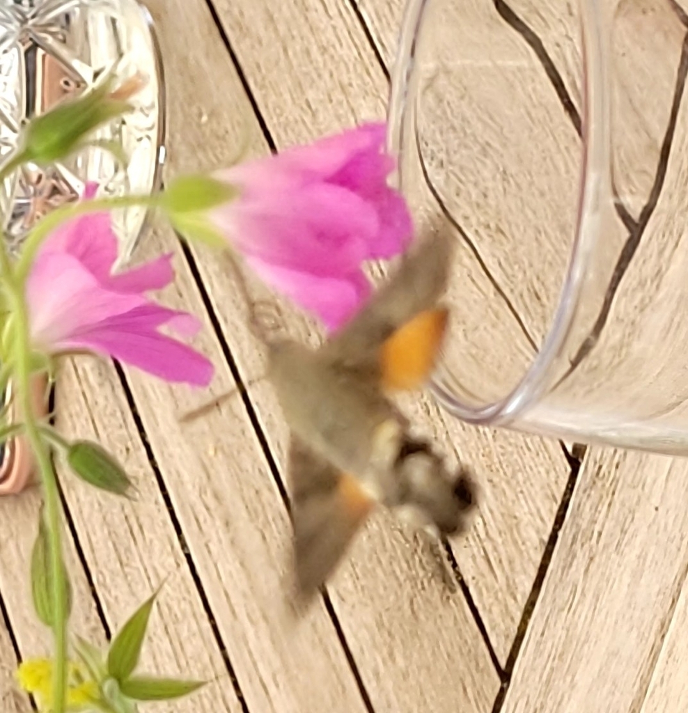 Eurasian Hummingbird Hawkmoth from 85395 Wolfersdorf, Deutschland on ...