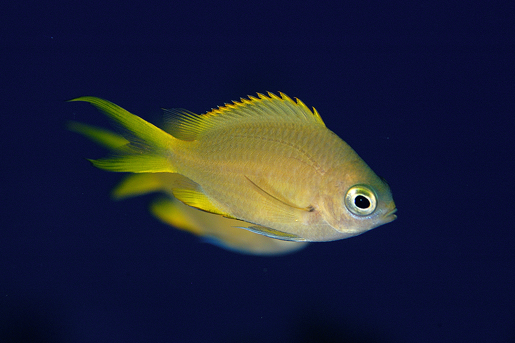 Yellow-brown Chromis (Chromis xouthos) - Marine Life Identification