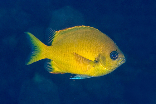 Yellow-brown Chromis (Chromis xouthos) · iNaturalist