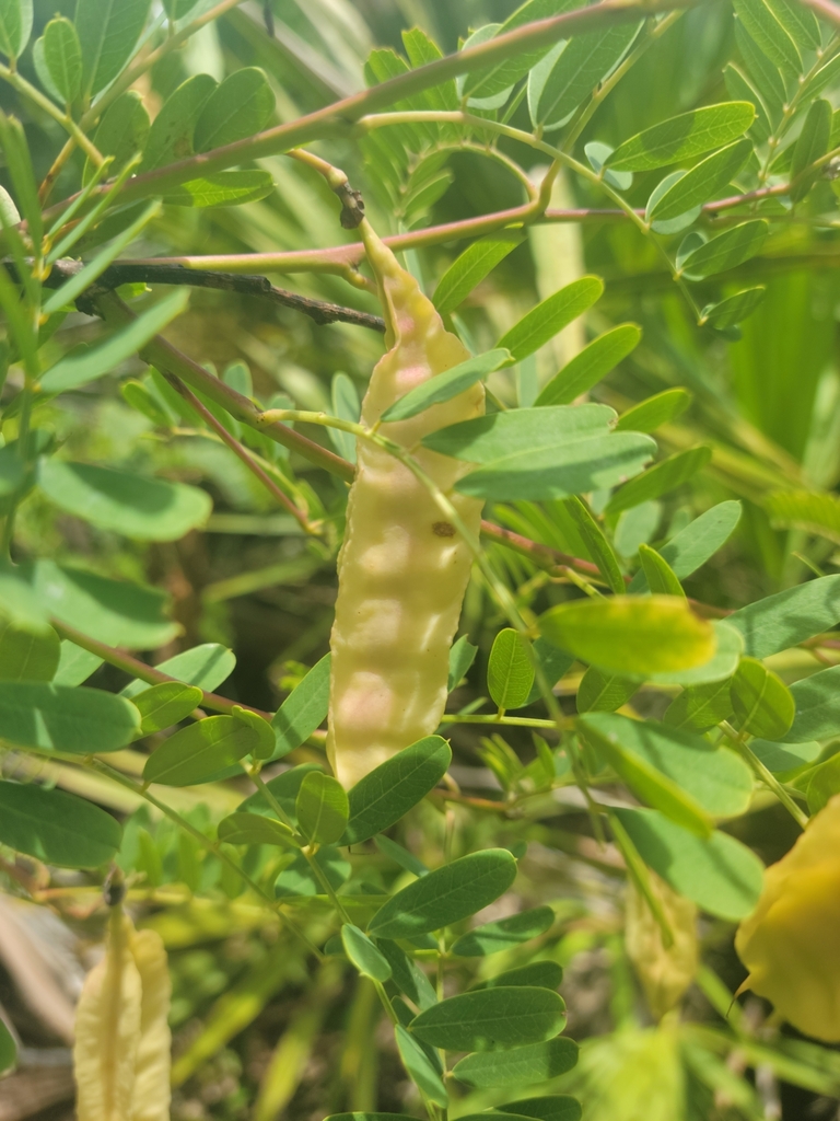 Rattlebush from Citrus County, US-FL, US on May 21, 2023 at 12:57 PM by ...