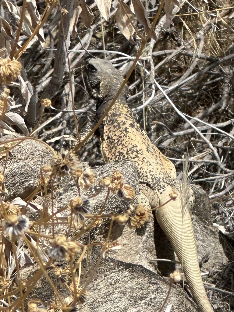 Common Chuckwalla from Santa Rosa and San Jacinto Mountains National ...