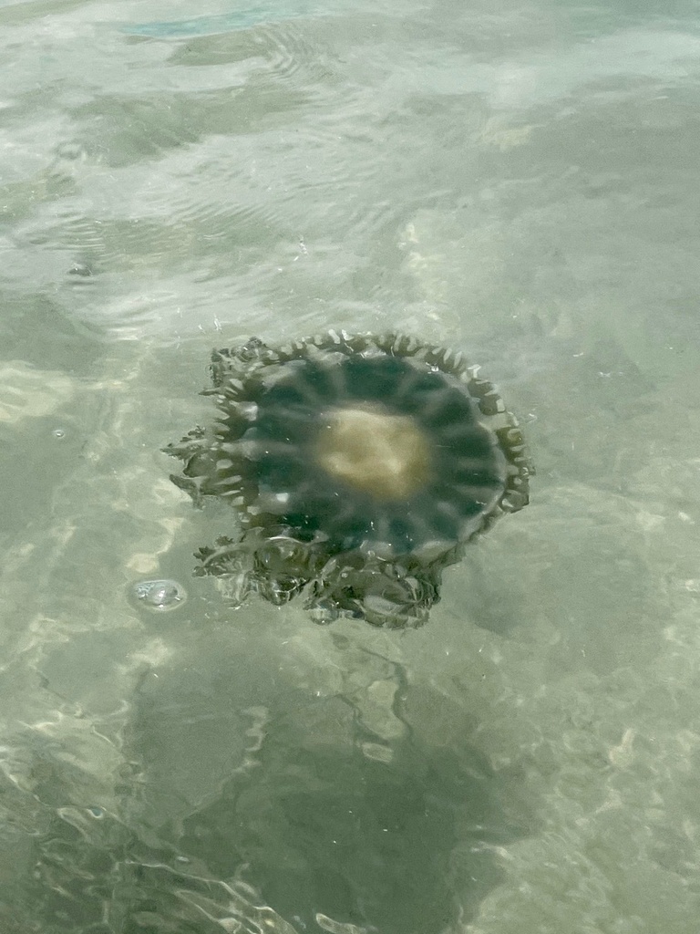 Upsidedown Jellies from Busch Gardens, Tampa, FL, US on March 29, 2019 ...