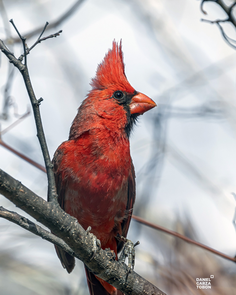 Northern Cardinal from Sierra La Laguna, 23304 B.C.S., México on May 27 ...