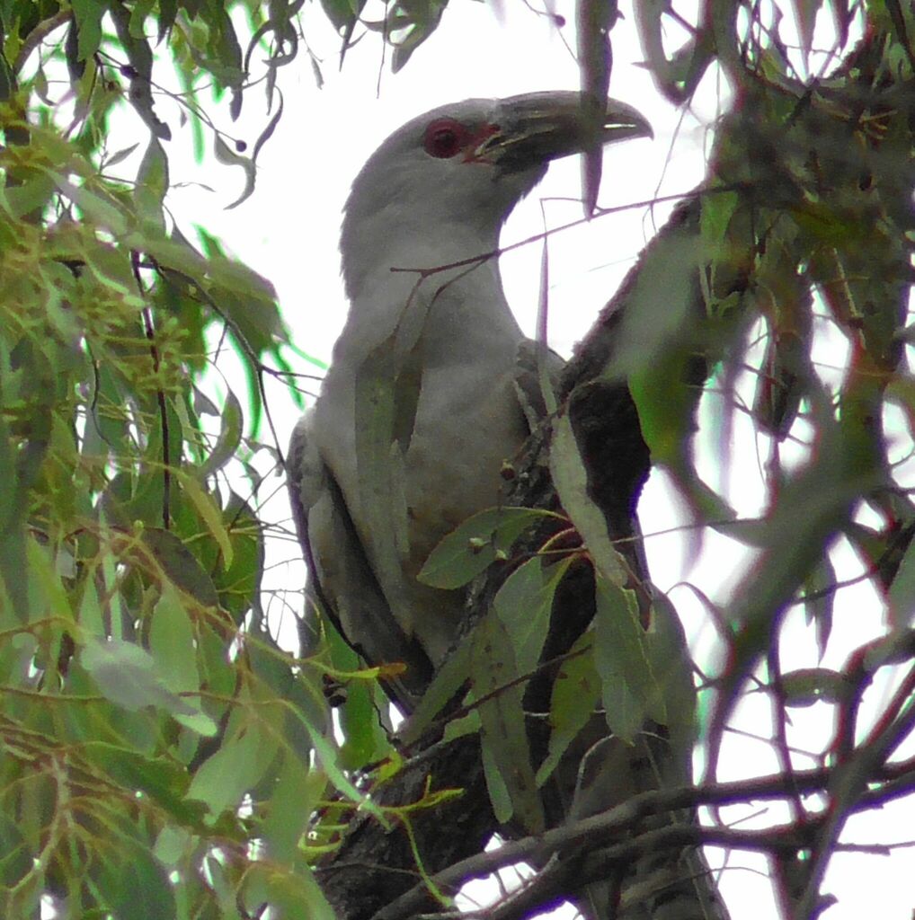 Channel-billed Cuckoo from Watsonville QLD 4887, Australia on December ...