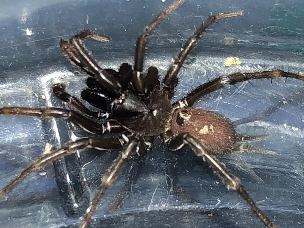 Tawny Dwarf Tarantula from Marine Corps Base Camp Pendleton, Fallbrook ...