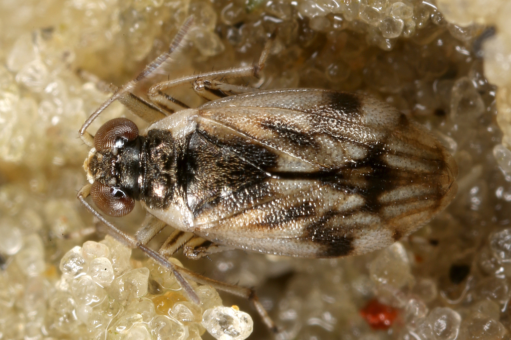 Chiloxanthus pilosus from Borkum, Deutschland on August 3, 2012 at 03: ...