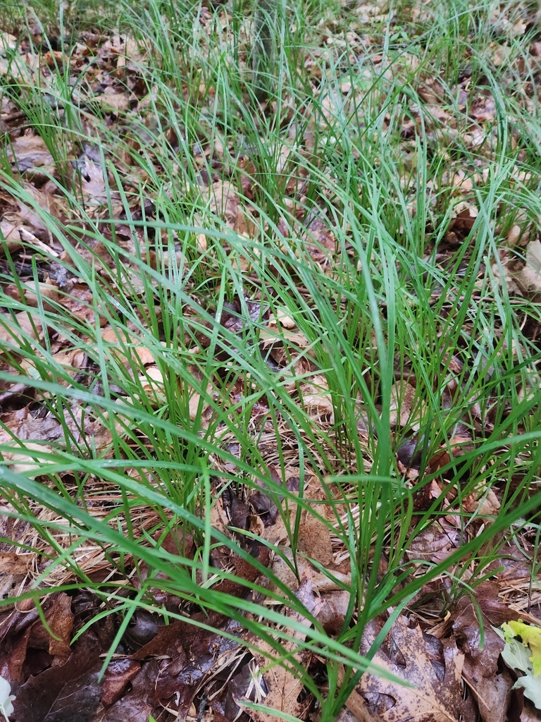 pretty sedge from Germantown, WI 53022, USA on June 11, 2023 at 03:59 ...