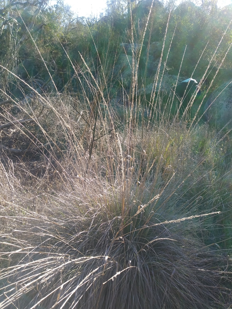 deergrass from Santa Rosa Plateau Ecological Reserve, Riverside County ...