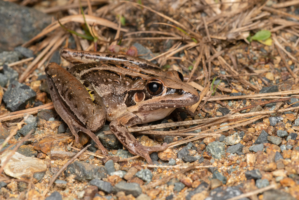 Striped Rocket Frog from Forster - Tuncurry NSW 2428, Australia on June ...