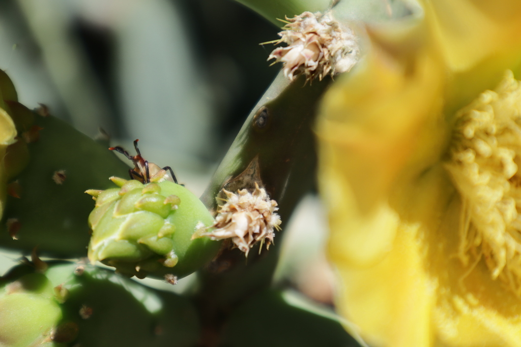 Cactus Coreid Bug from Hidalgo County, NM, USA on June 10, 2023 at 10: ...