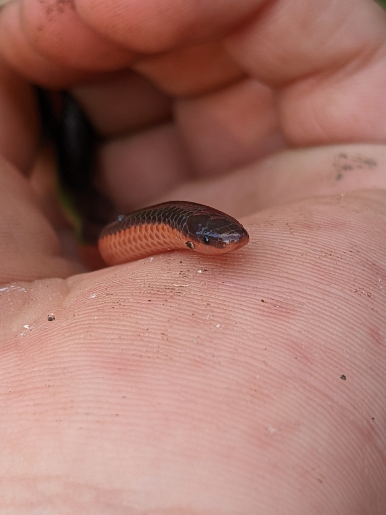 Western Worm Snake from Lone Jack, MO 64086, USA on June 11, 2023 at 07:41 PM by Corbyn Couch ...