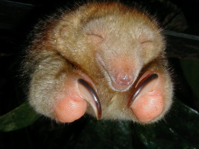 Anteaters (Vermilingua) - Know Your Mammals