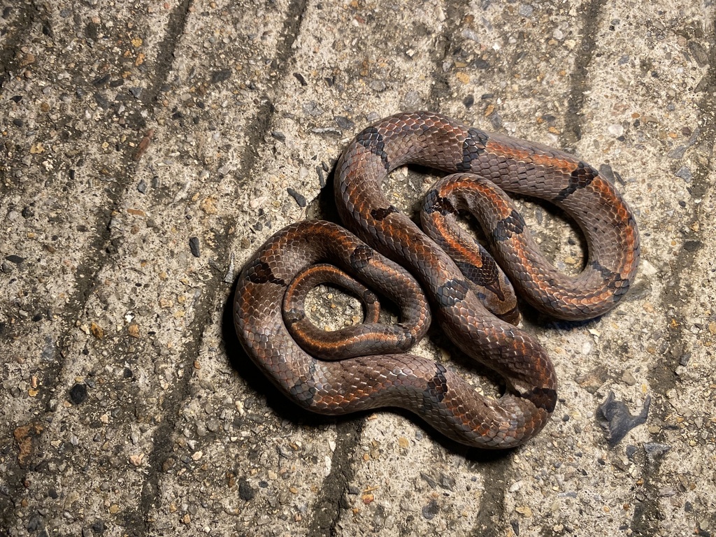 Chinese Kukri Snake in May 2023 by Tom Lee · iNaturalist