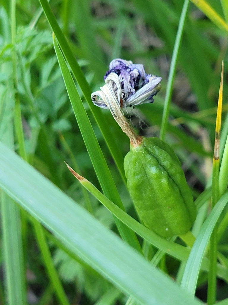 Oregon iris from Eugene, OR, USA on June 4, 2023 at 11:24 AM by Lisa ...