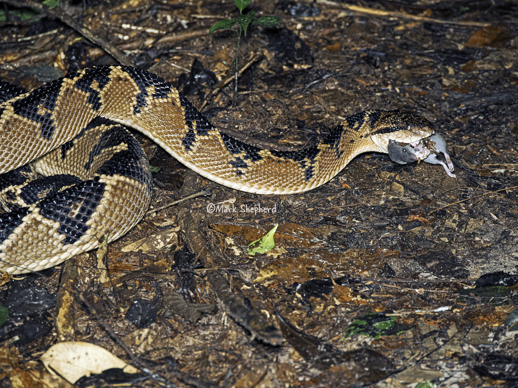 South American Bushmaster in May 2023 by Mark Shepherd · iNaturalist
