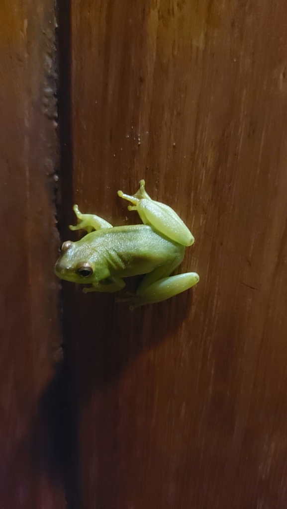 Water Lily Reed Frog in June 2023 by David S · iNaturalist