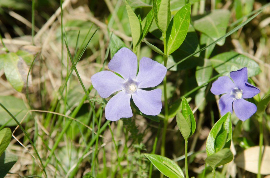 lesser periwinkle from Sykhivskyi District, Lviv, Lviv Oblast, Ukraine ...