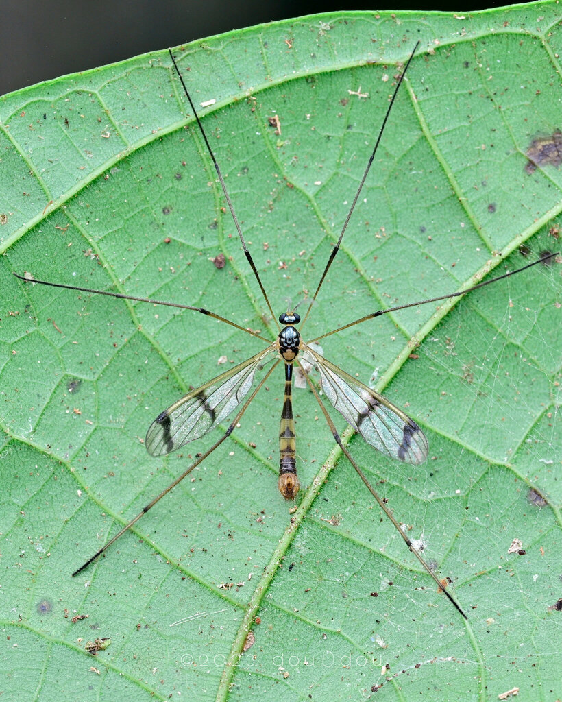 Phantom Crane Flies from 中国海南省五指山市五指山 on January 3, 2023 at 08:26 PM by ...
