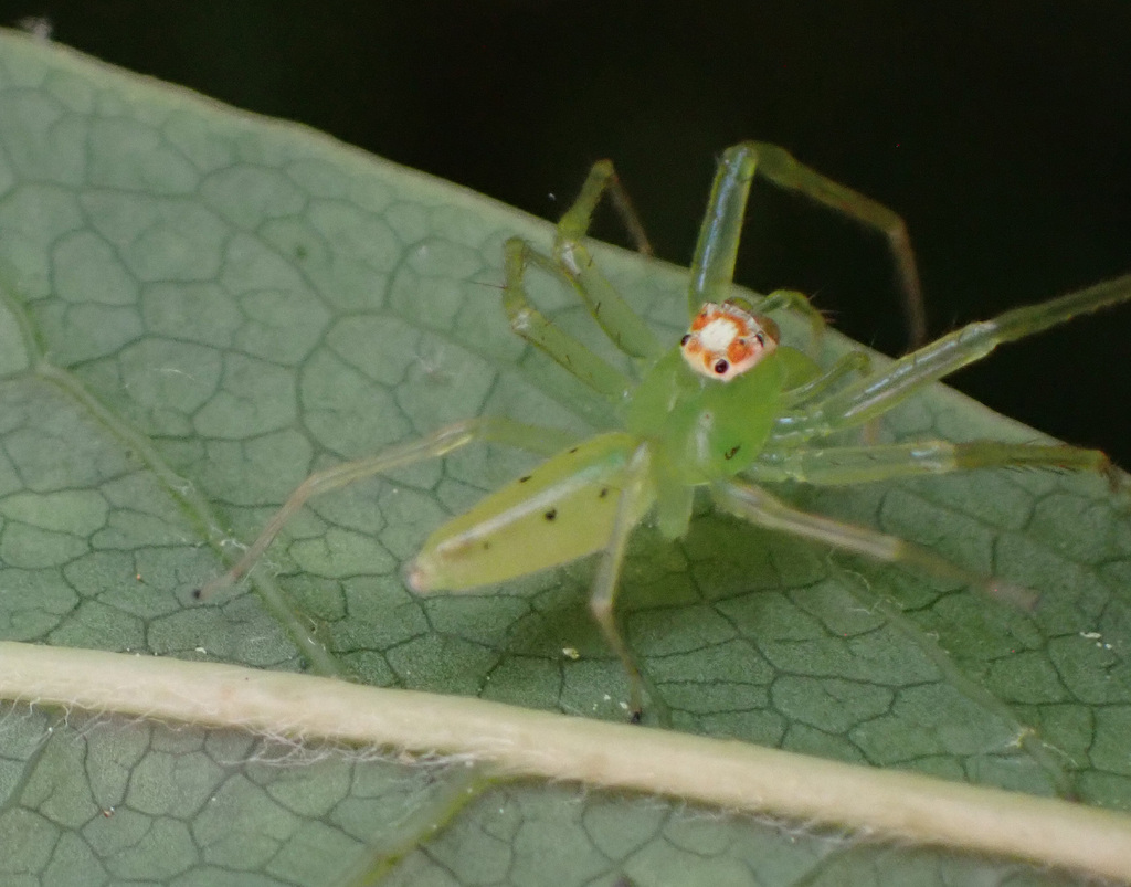 Magnolia Green Jumping Spider from Rockville, MD, USA on June 11, 2023 ...
