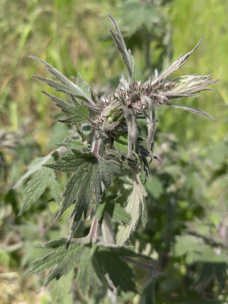 Leonurus quinquelobatus from Ежи Гедройца, Минск, Беларусь on June 11, 2023 at 11:24 AM by Roman ...