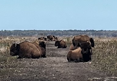 American Bison from Paynes Prairie Preserve State Park, Micanopy, FL ...
