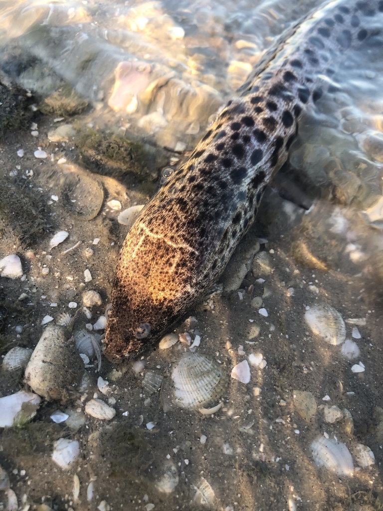 Spotted Spoon-nose Eel from St Joseph Sound, Dunedin, FL, US on ...
