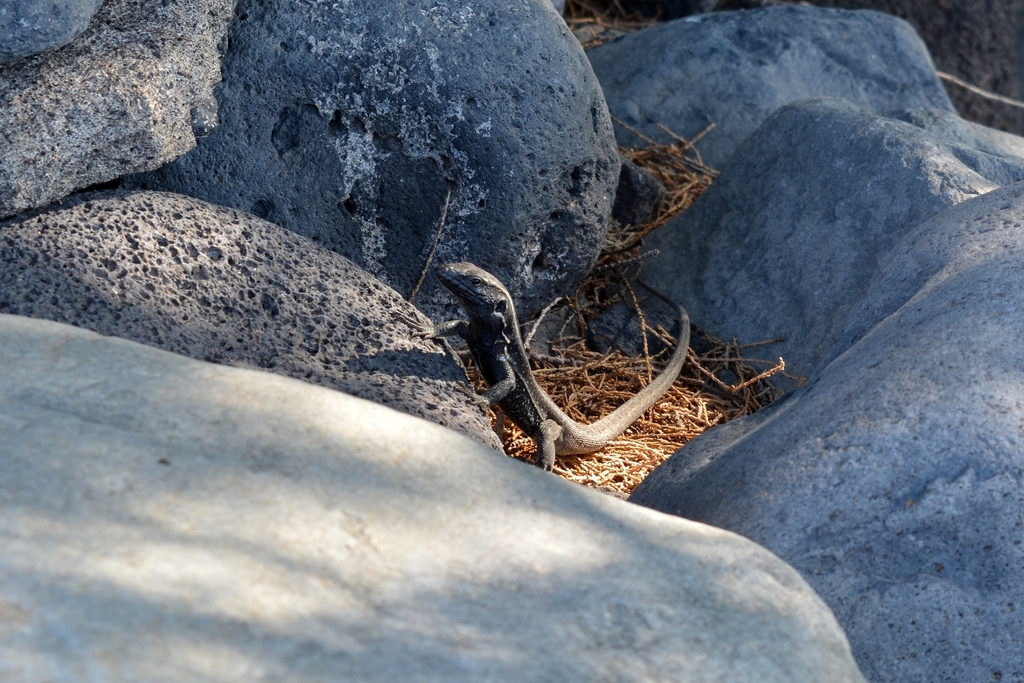 Gallotia caesaris gomerae from 38811 Alajeró, Santa Cruz de Tenerife ...