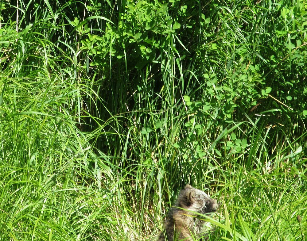 Mainland Raccoon Dog from Sepänkylä, Espoo, Finland on June 12, 2023 by ...