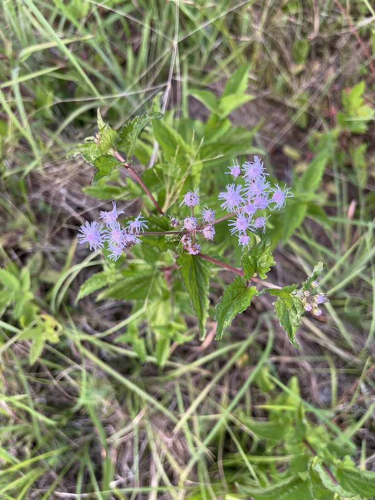 mistflowers from Conecuh County, US-AL, US on June 11, 2023 at 07:41 PM ...