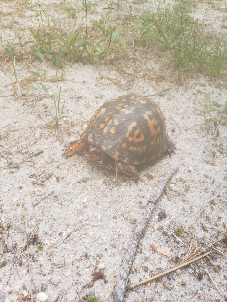 Common Box Turtle in June 2023 by dum dum · iNaturalist