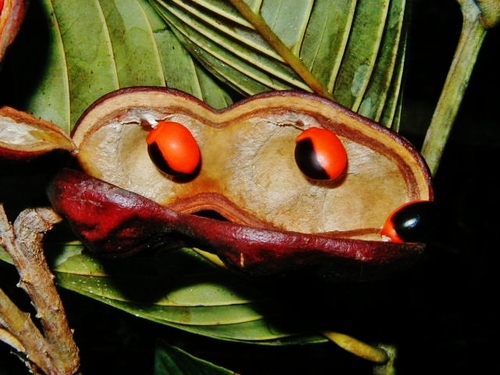 Ormosia elata · iNaturalist Mexico